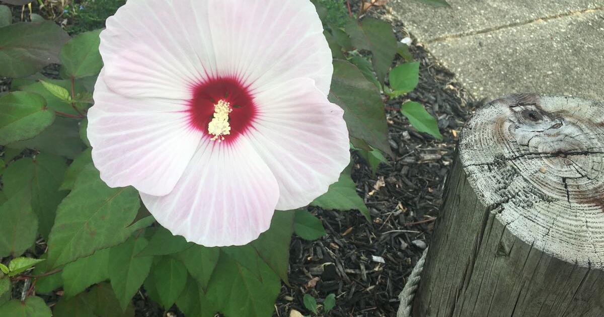 Giant hibiscus/ rose mallow for Free in Toms River, NJ | For Sale ...