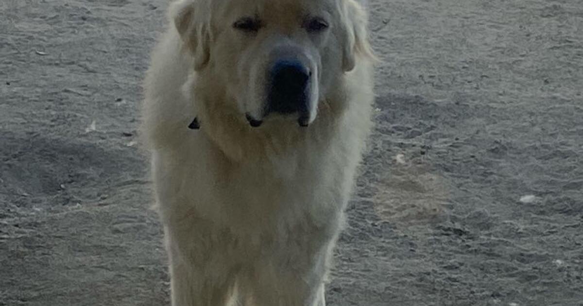 Pure Breed Great Pyrenees for Free in San Jacinto, CA | For Sale & Free ...