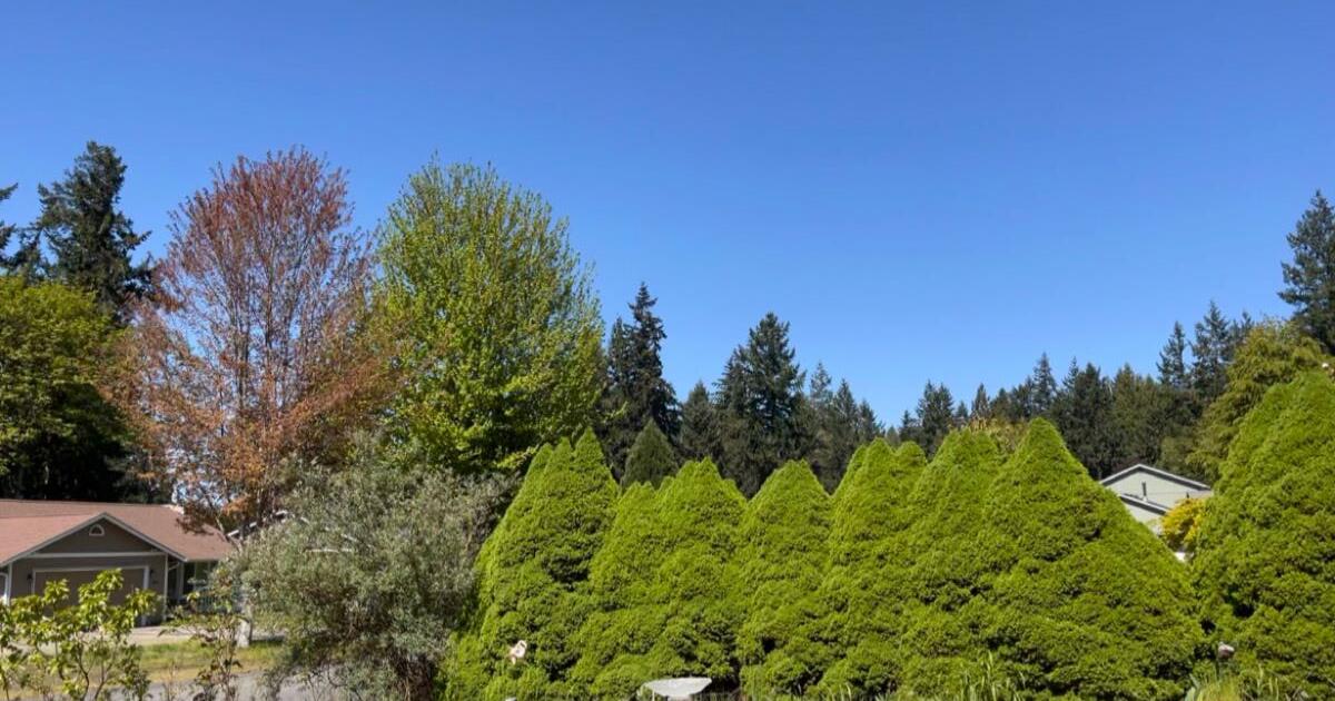 Our beautiful Lake Forest Neighbor in Lacey, WA | Finds — Nextdoor