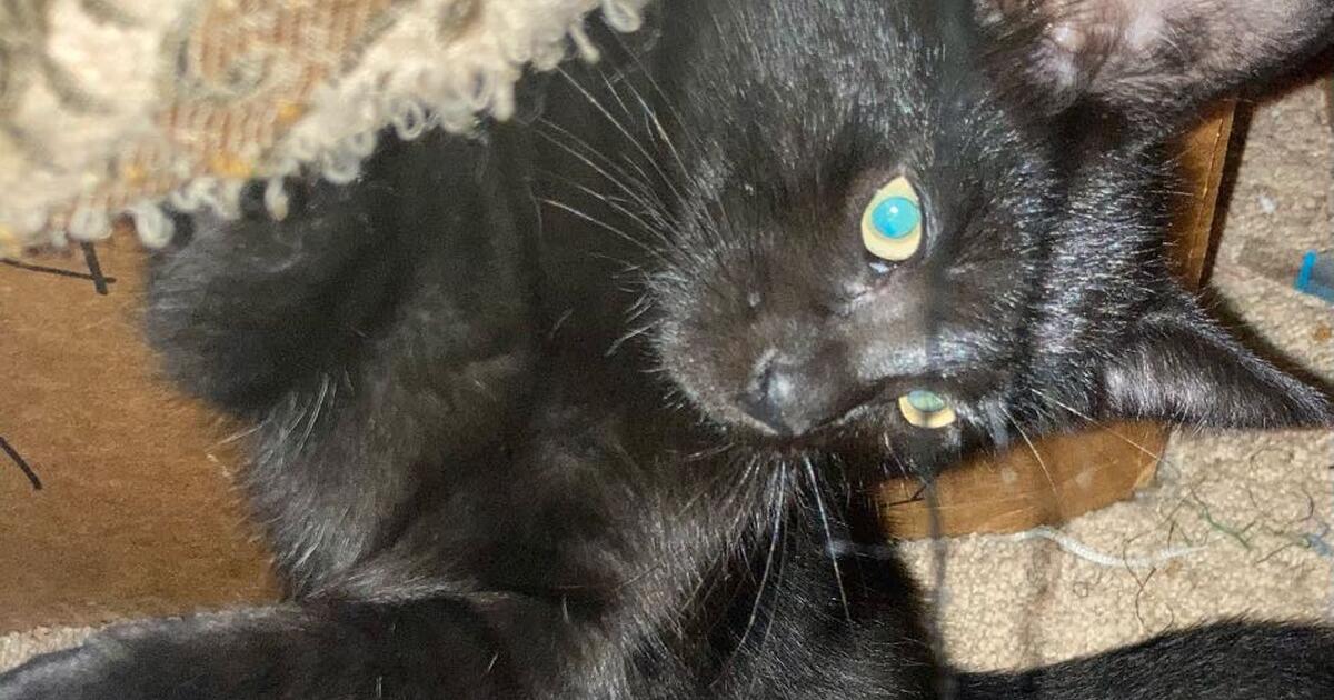 Kittens 13 weeks old for Free in North Fort Myers, FL | For Sale & Free ...