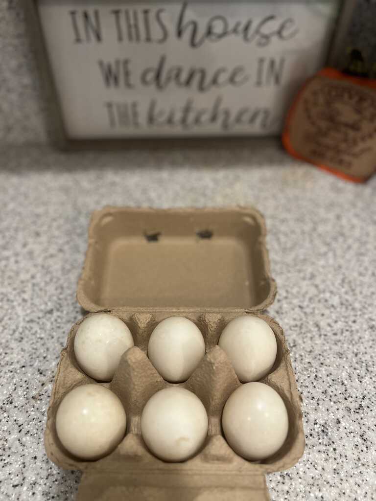 Horton’s Pet Haven - Nextdoor