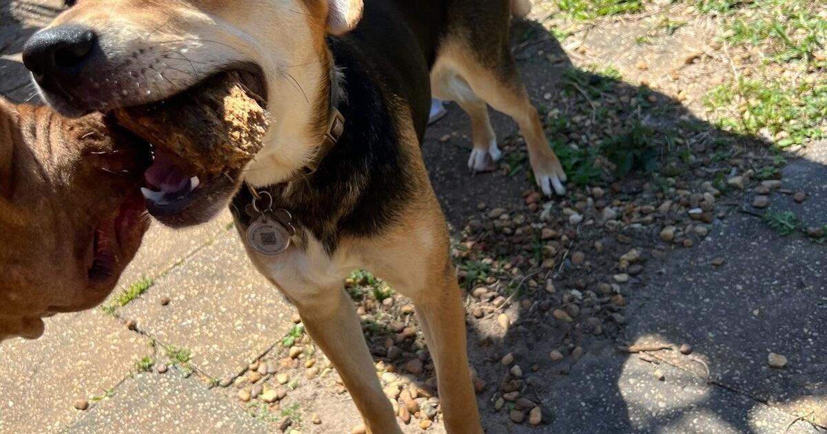 Meet Maitai, free to loving home, mixed breed black mountain cur and ...