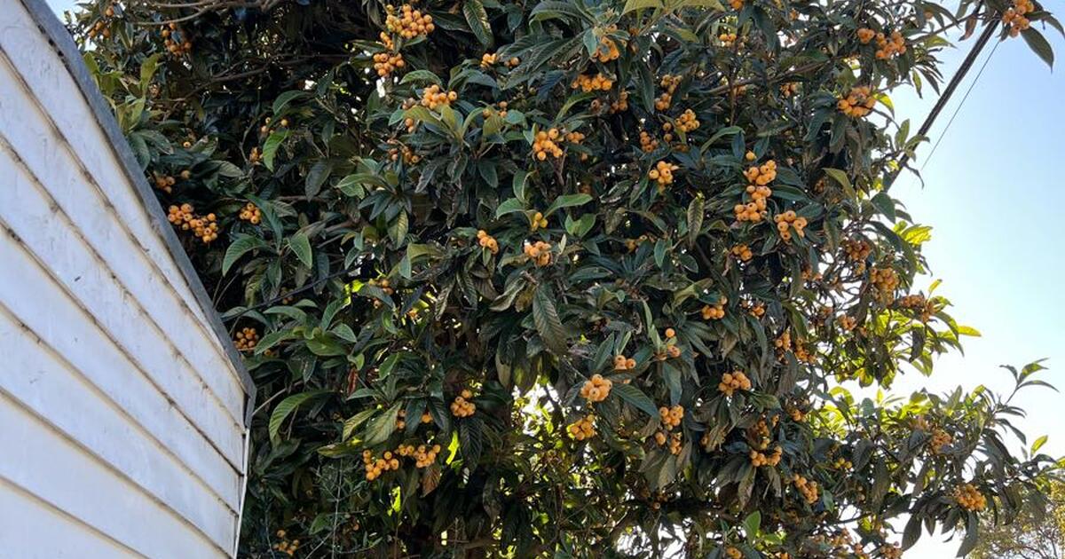 Loquot tree ripe for the pickin for Free in Alameda, CA | For Sale ...