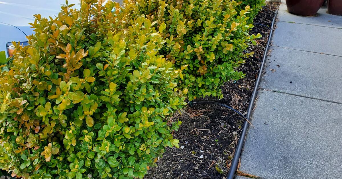 Dwarf English Boxwood for Free in Seattle, WA | For Sale & Free — Nextdoor