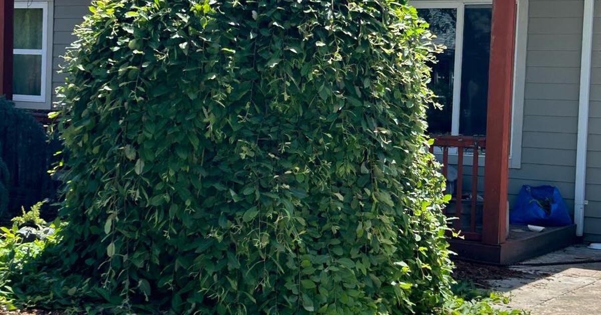 Weeping pussy willow tree for Free in Beaverton, OR | For Sale & Free ...