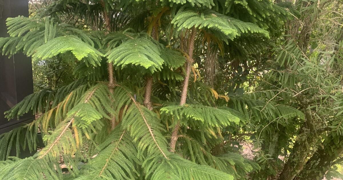 Norfolk Island Pine Tree for Free in Kissimmee, FL | For Sale & Free ...