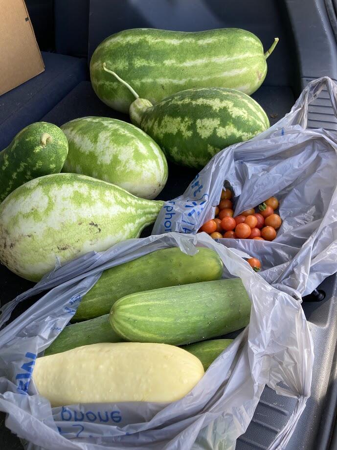 Home grown watermelons, cucs and tomatoes in the free fridge behind ...