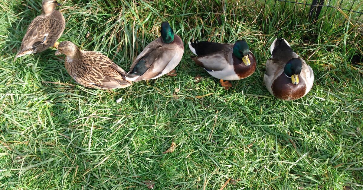 Call Ducks - Show quality Gray Call pair, one drake and one hen. for ...