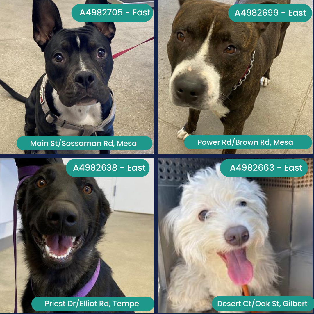 🚨 37 more dogs came into our shelters on June 17. (Maricopa County ...