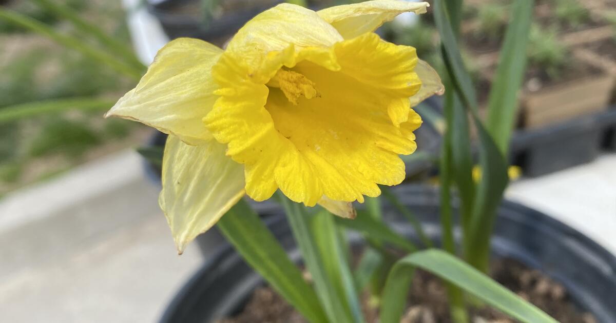 Grand Opening - May 1st! Fresh Produce!!! Plants for your garden and ...