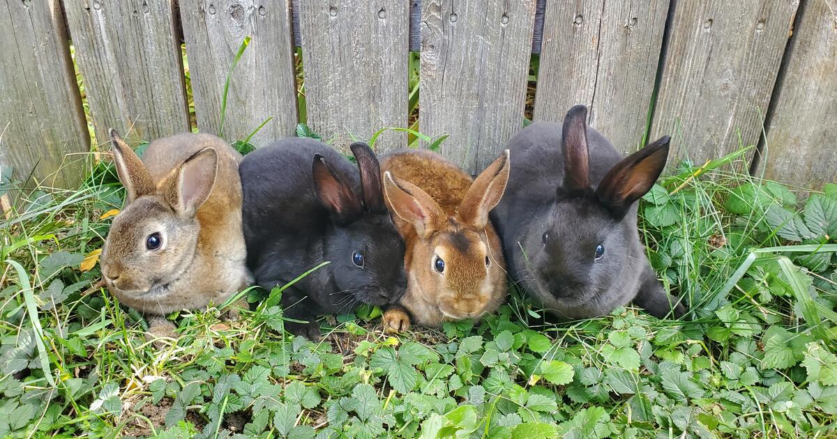 Purebred Mini rex bunny rabbit for Free in Arvada, CO | For Sale & Free ...