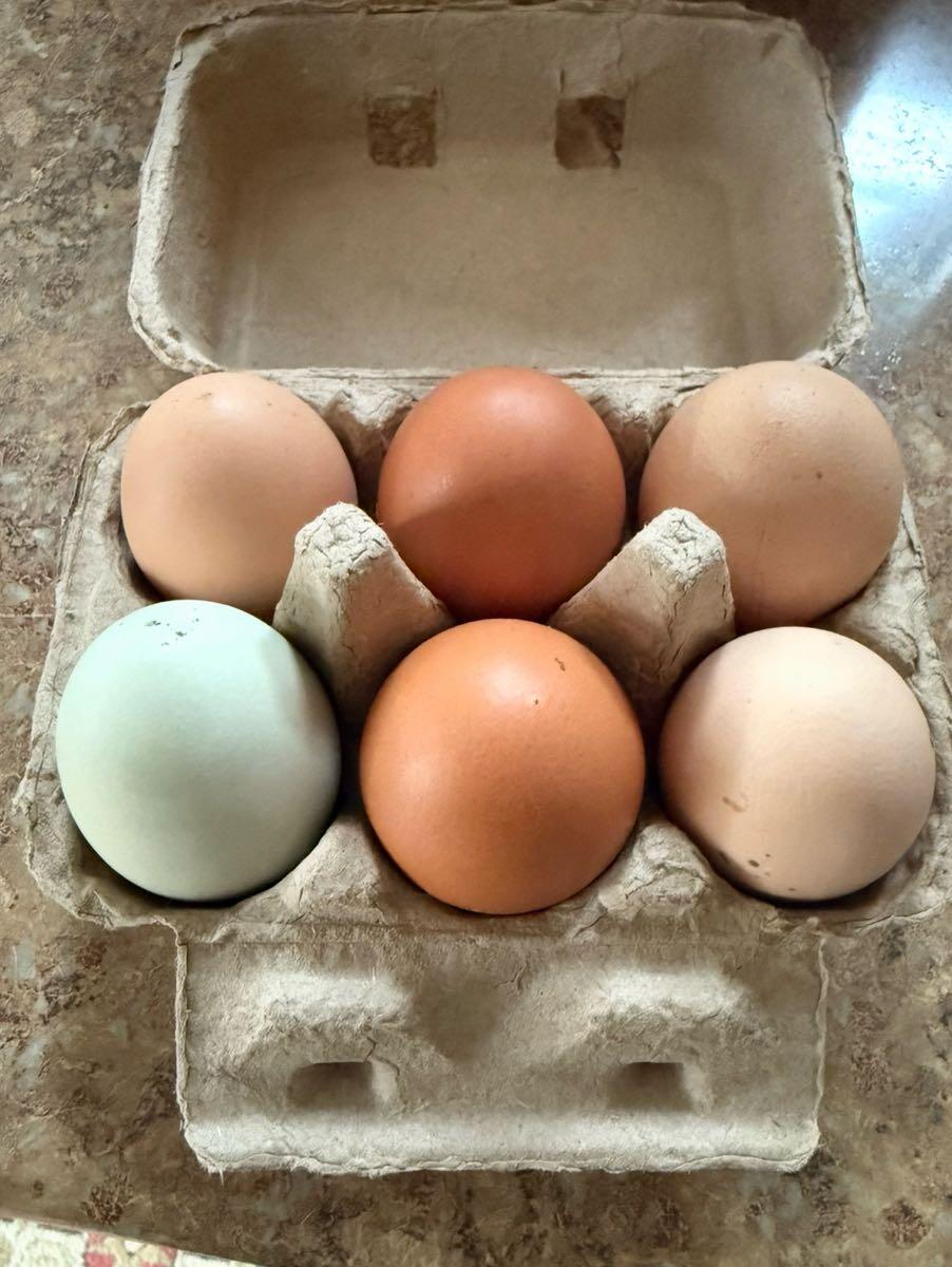 Farm Fresh Chicken and Duck Eggs-Donation Based for Free in Hamilton ...
