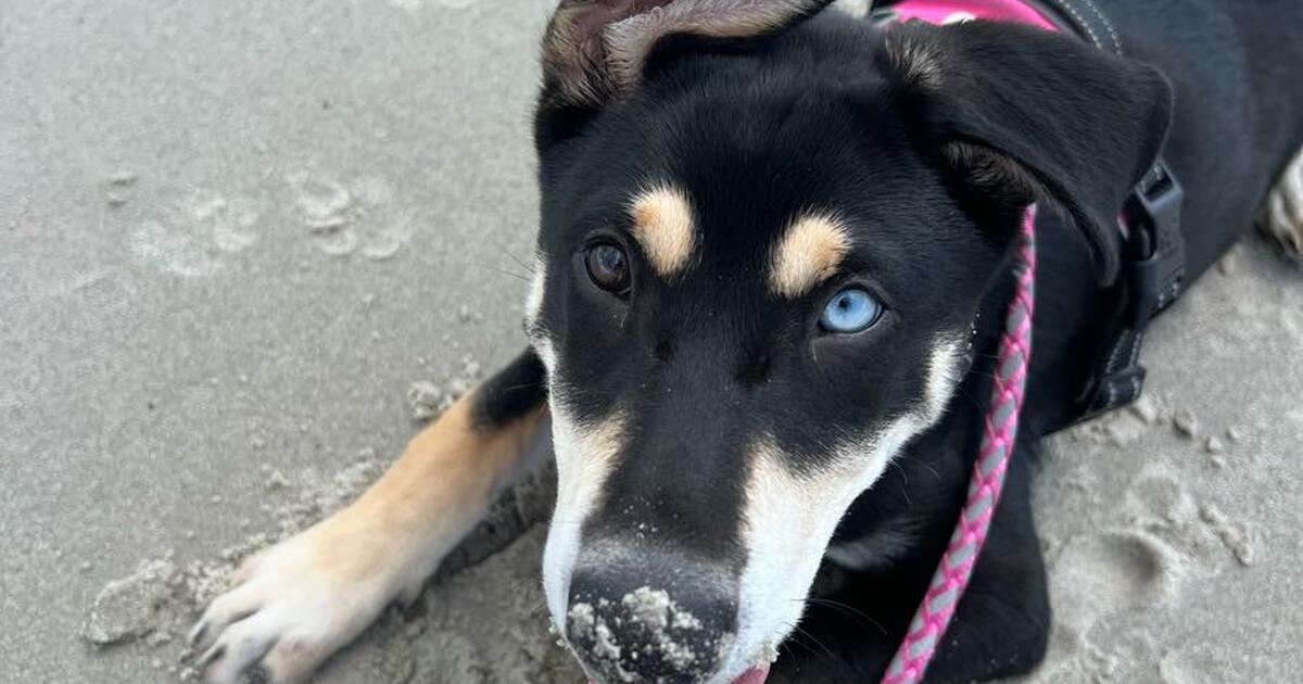 5 Month Old Female Shepsky Freed for Free in Wilmington, NC | For Sale ...