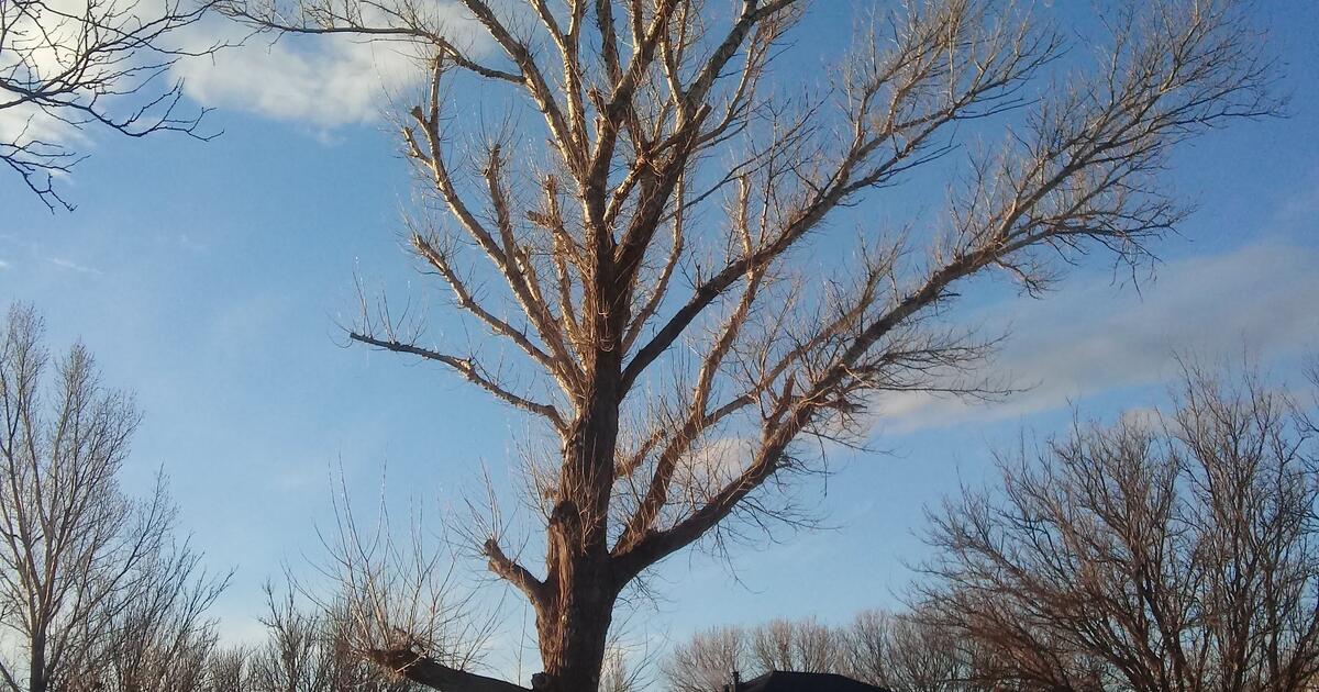 Tree Care in Amarillo, TX | For Sale & Free — Nextdoor