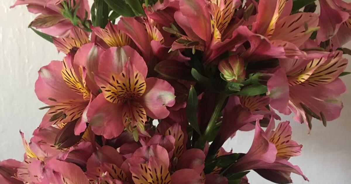 Alstroemeria (Peruvian Lily) tuberous roots for Free in Watsonville, CA ...