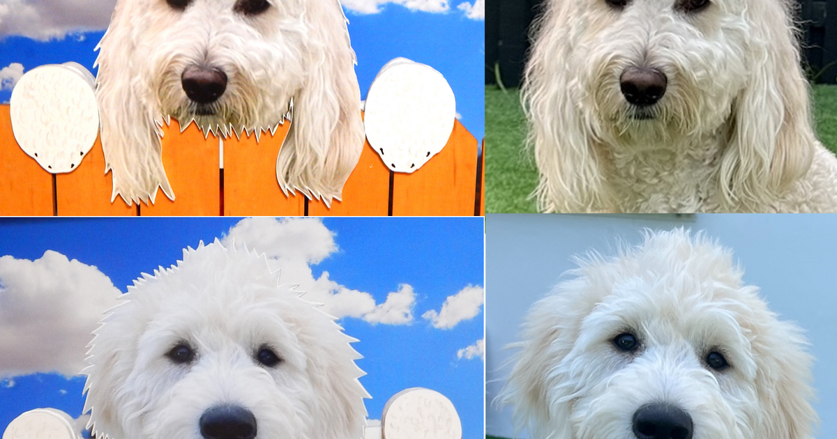 Photograph Picture Peeker Decorative Fence Topper for $110 in Denver ...