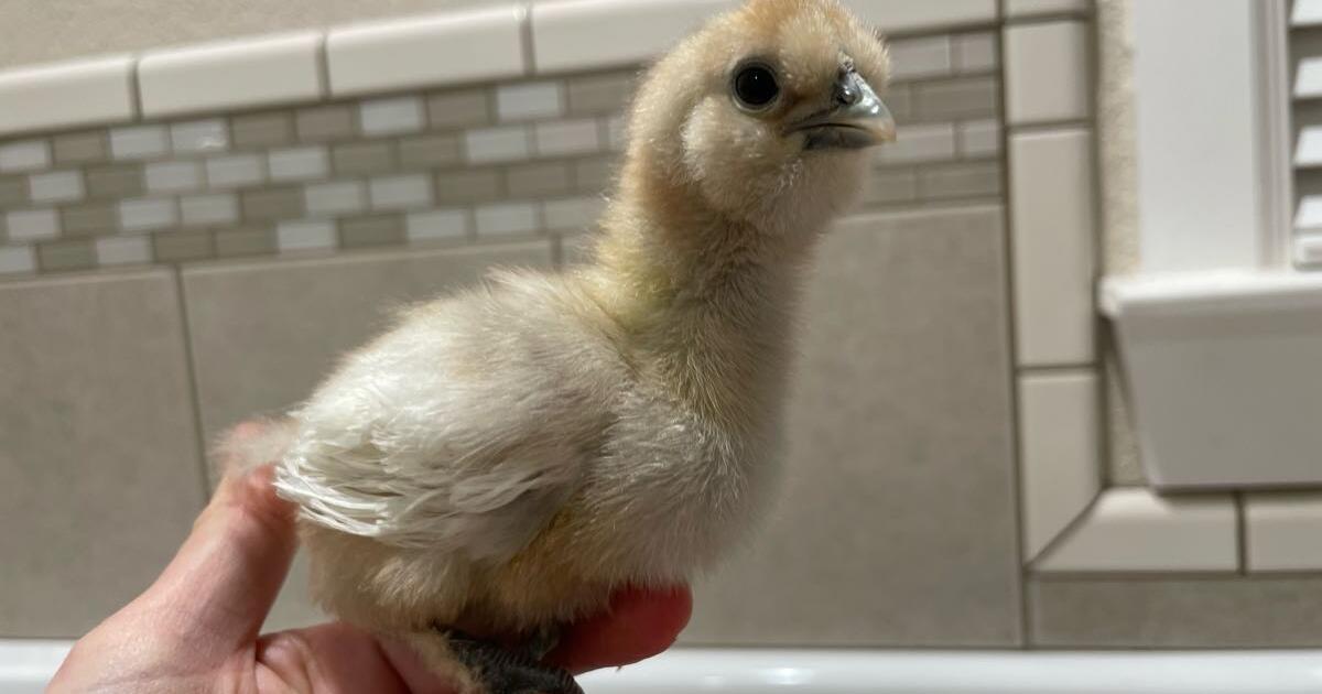 Baby Silked White Easter Egger chick for Free in Mount Shasta, CA | For ...