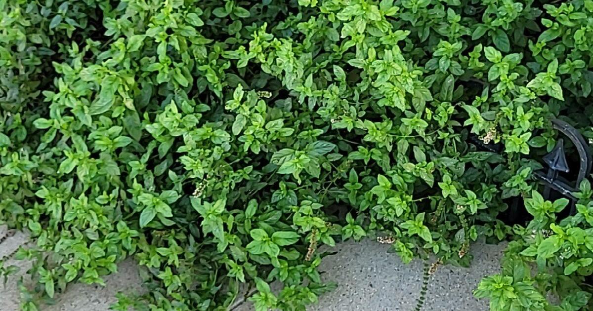 FREE FREE FREE MINT for Free in Fresno, CA | For Sale & Free — Nextdoor