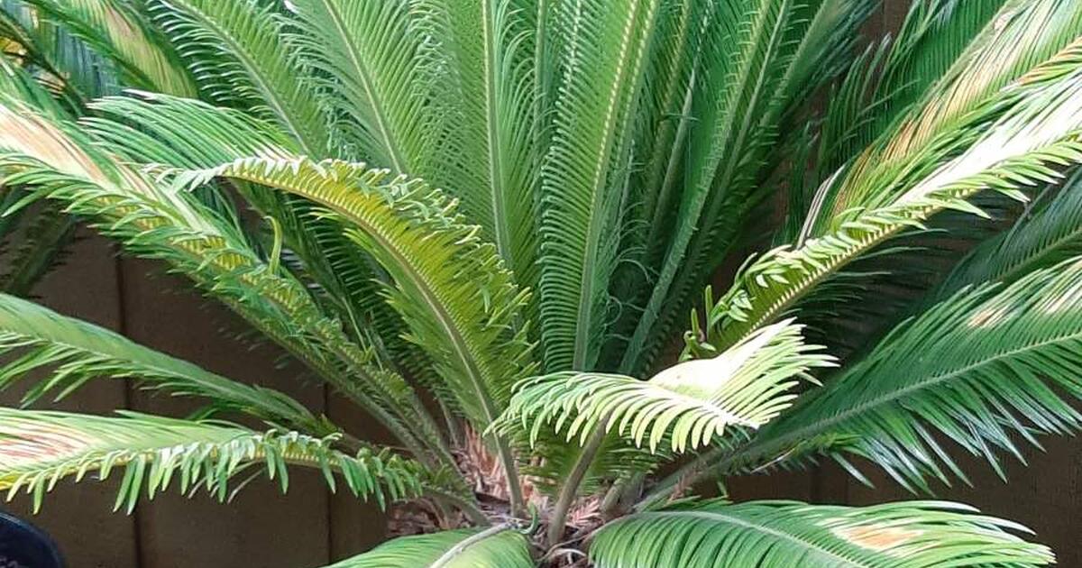 Sago palm for $195 in Martinez, CA | For Sale & Free — Nextdoor