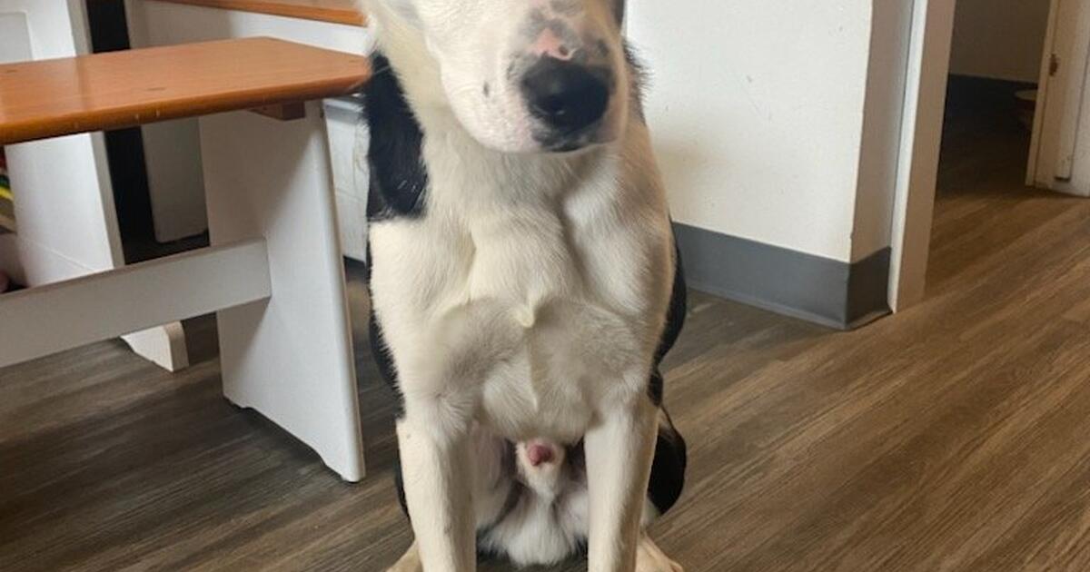 Lab/ border collie mix 1 year old for $1234567890 in Coeur D Alene, ID ...