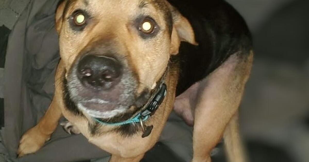 German Shepherd Begal Mix for Free in St. Petersburg, FL | For Sale ...