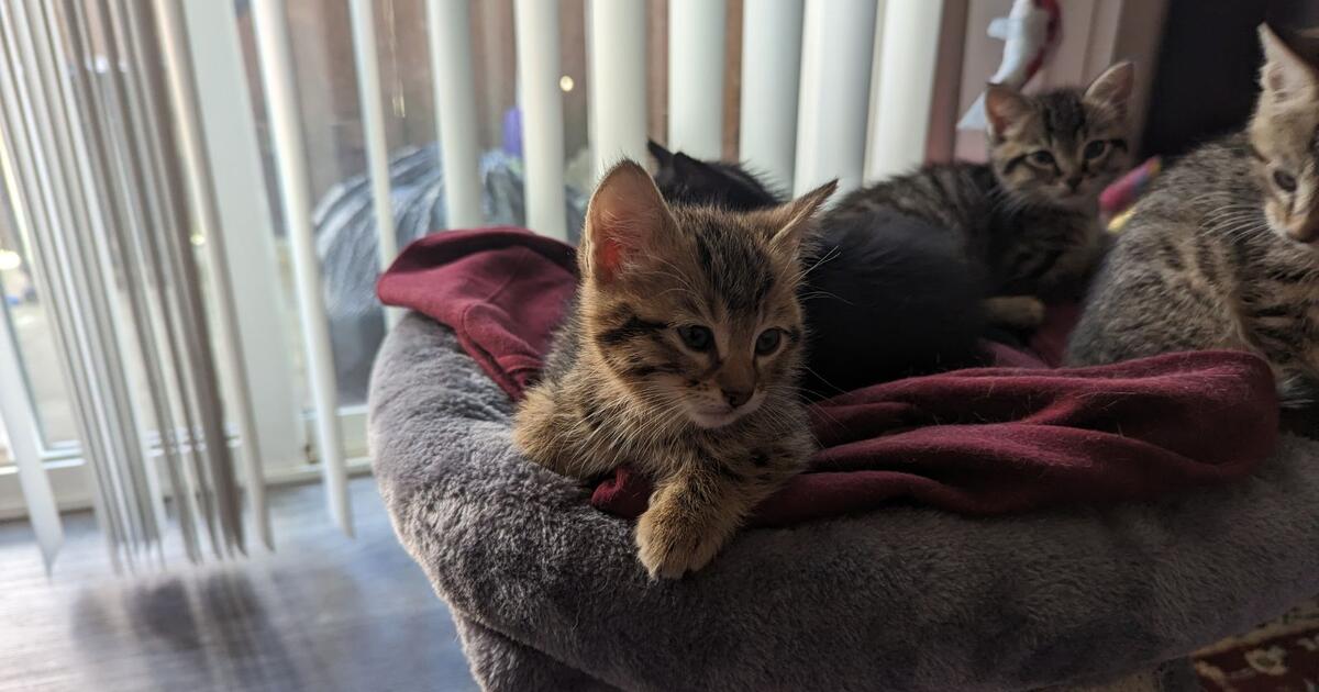 FREE KITTENS TO GOOD HOME! for Free in Portland, OR | For Sale & Free ...