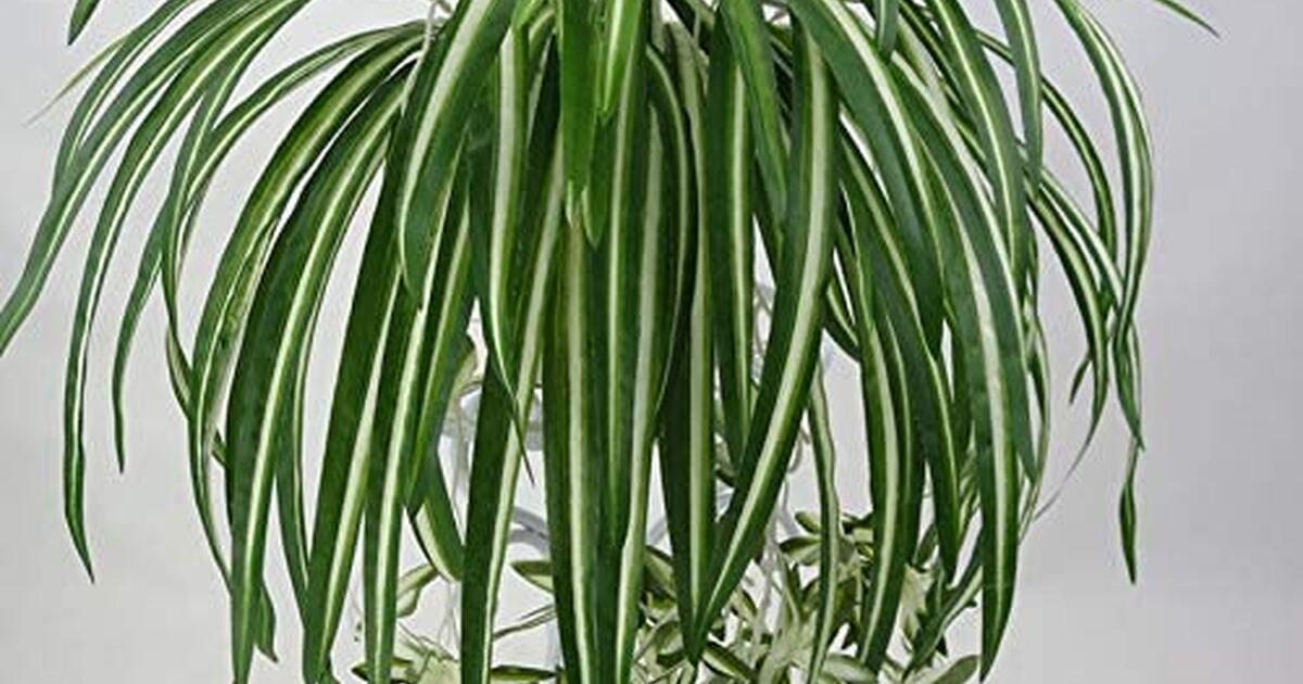 wanted: plant starts for Free in Portland, OR | For Sale & Free — Nextdoor