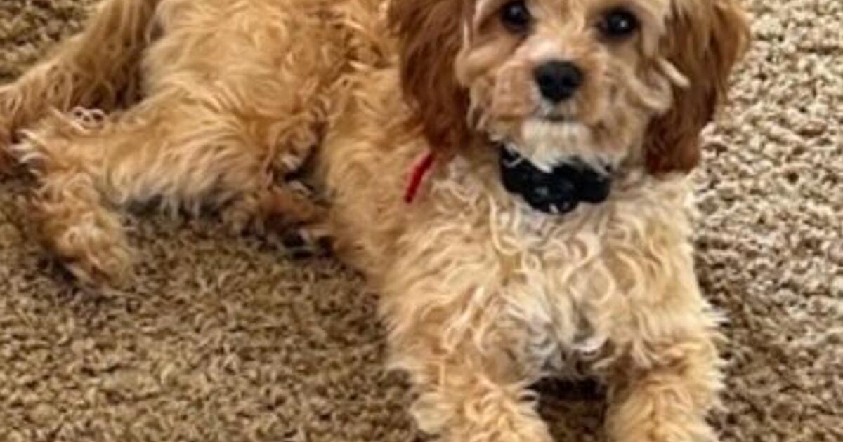 REHOMING FOR A FRIEND for Free in Fort Wayne, IN | For Sale & Free ...