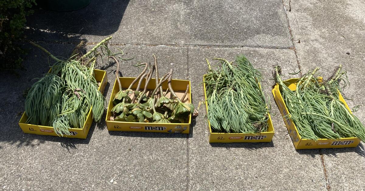 Cut Plants for Free in Richmond, CA | For Sale & Free — Nextdoor