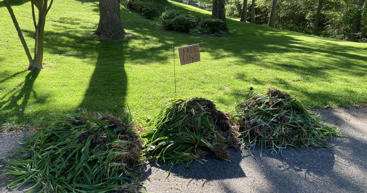 Lilies for Free in Virginia Beach, VA | For Sale & Free — Nextdoor