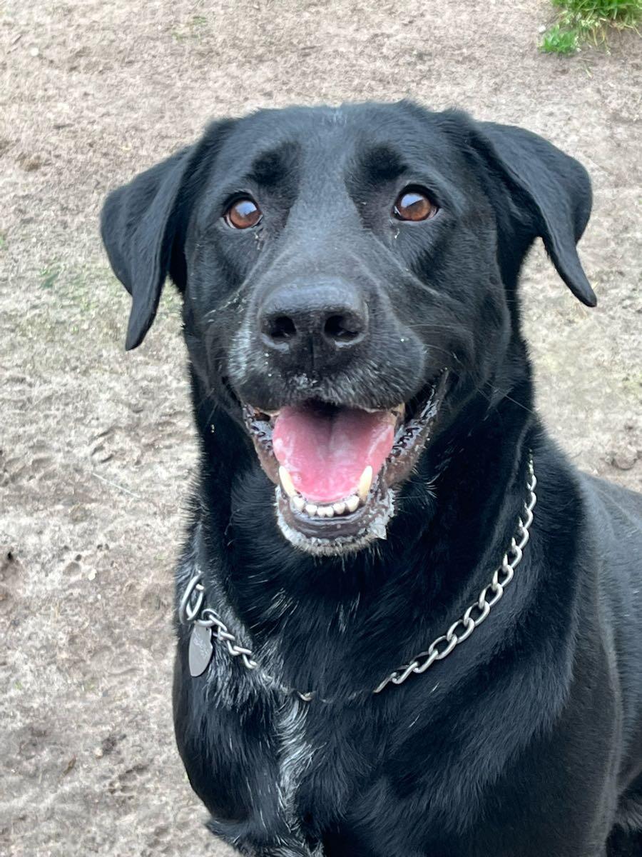 Labradane (Great Dane/Black Lab) for Free in Myrtle Beach, SC | For ...