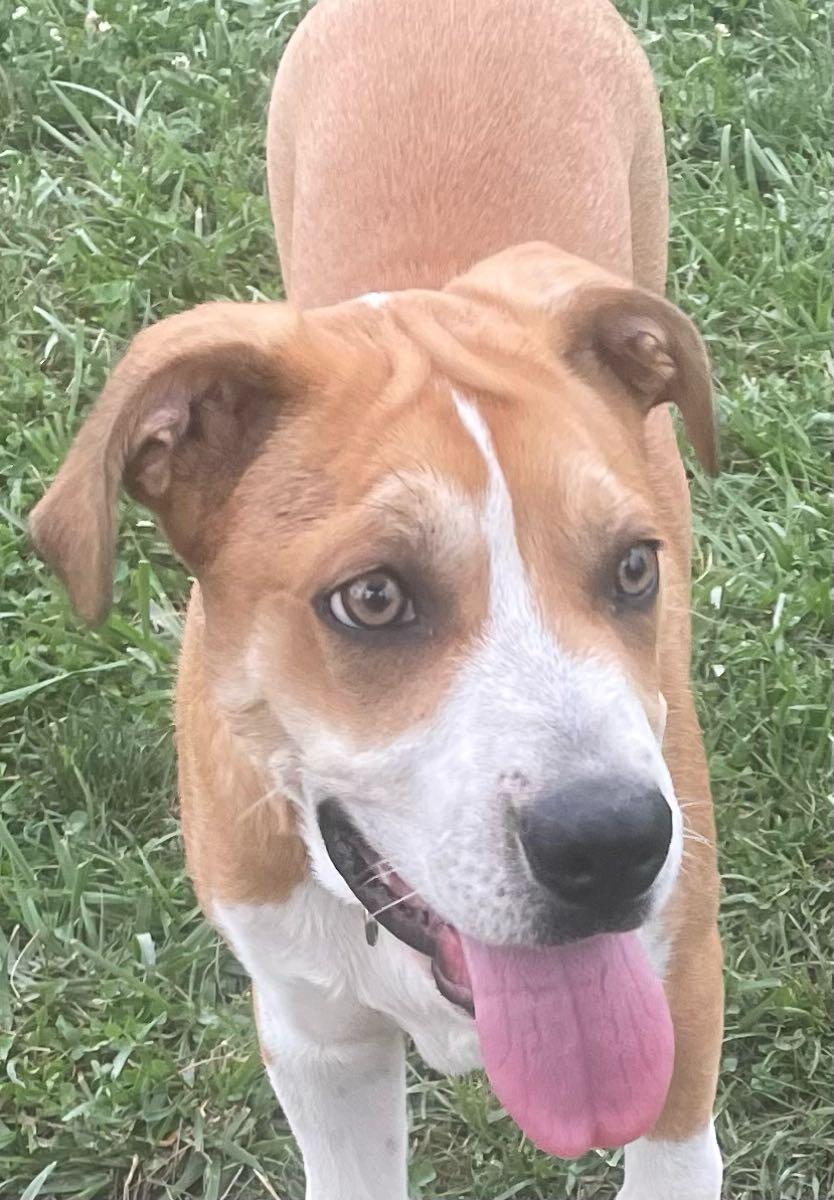 Boxer/ fox hound mix male for Free in Pasadena, MD | For Sale & Free ...
