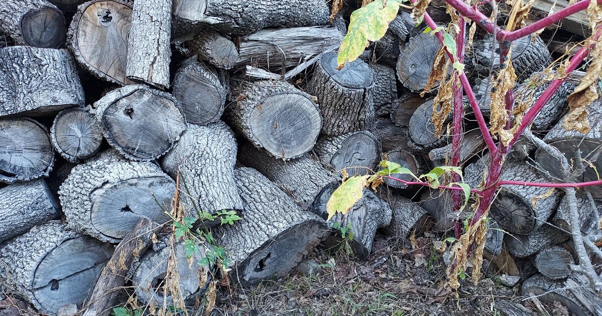 FREE LARGE DRIED OAK WOOD - FIRE PIT/BBQ for Free in Austin, TX | For ...
