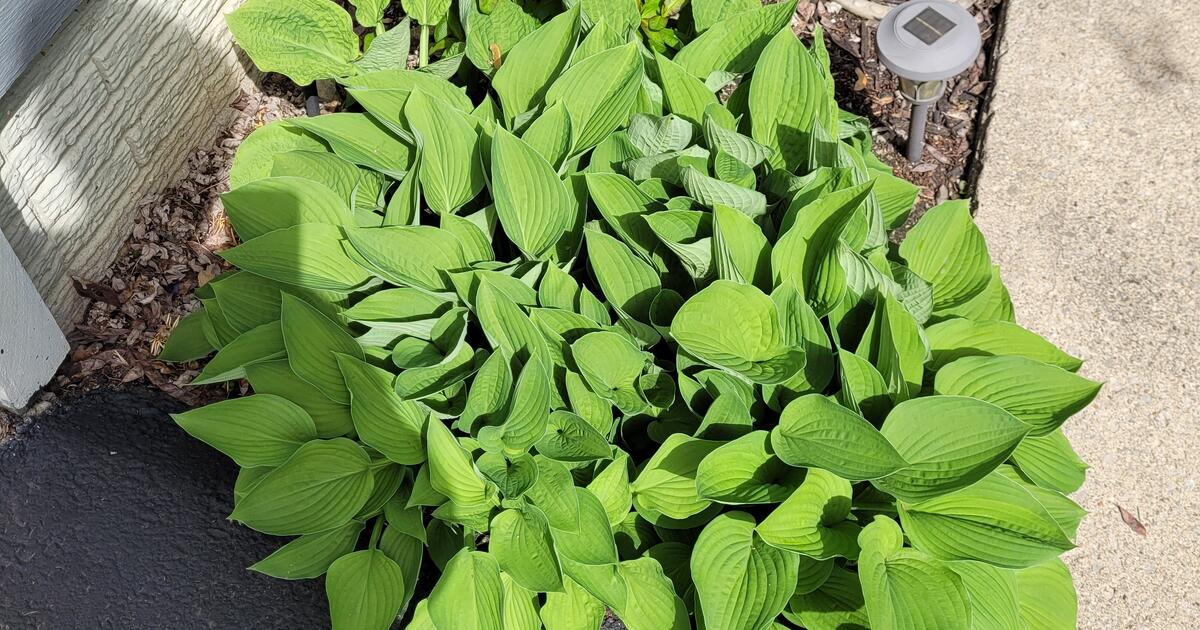 Free Solid Green Ribbed Hostas for Free in Columbus, OH | For Sale ...