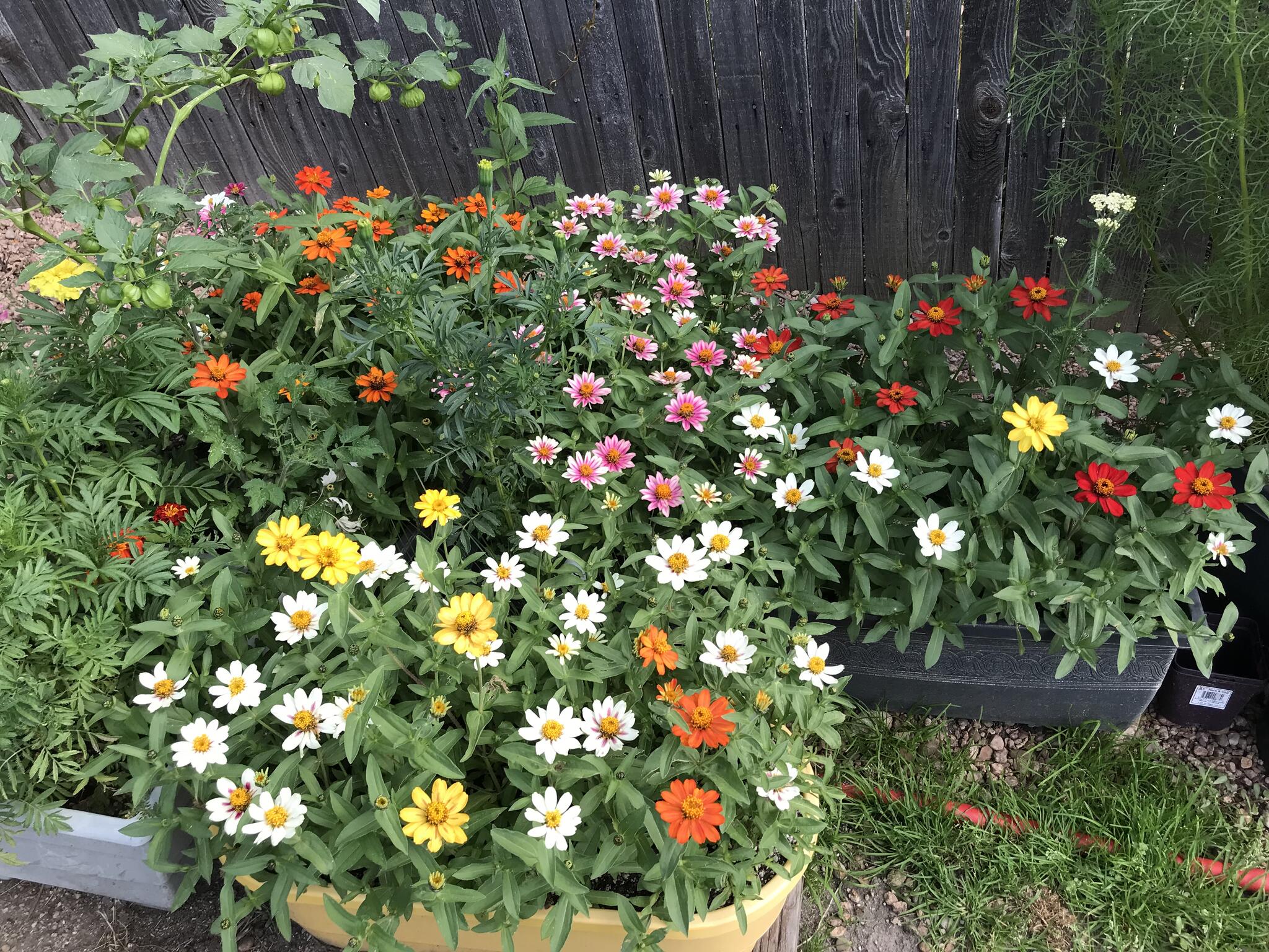 30 seeds Zinnia Profusion Mix colors for $5 in Castle Rock, CO | For ...
