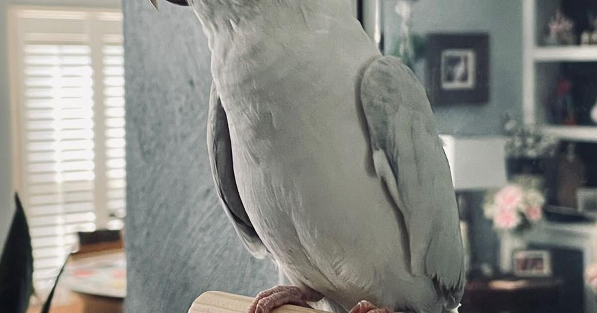 Quaker parrot / white / bird for $400 in Virginia Beach, VA | For Sale ...