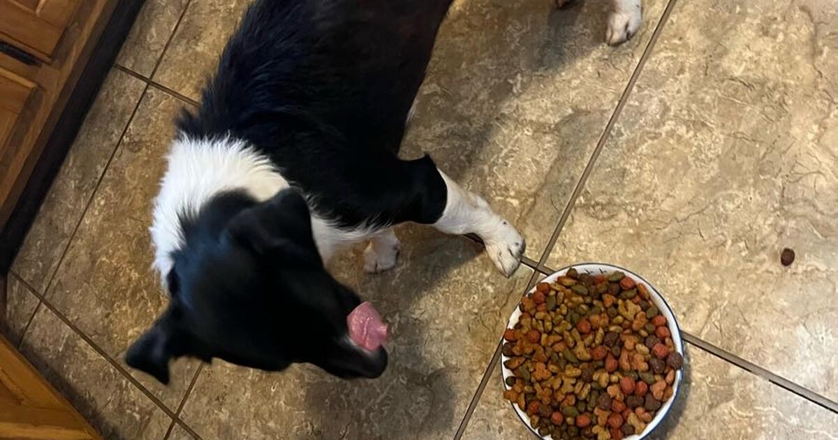 Need to rehome Oreo I have to many animals she is pit American bulldog ...