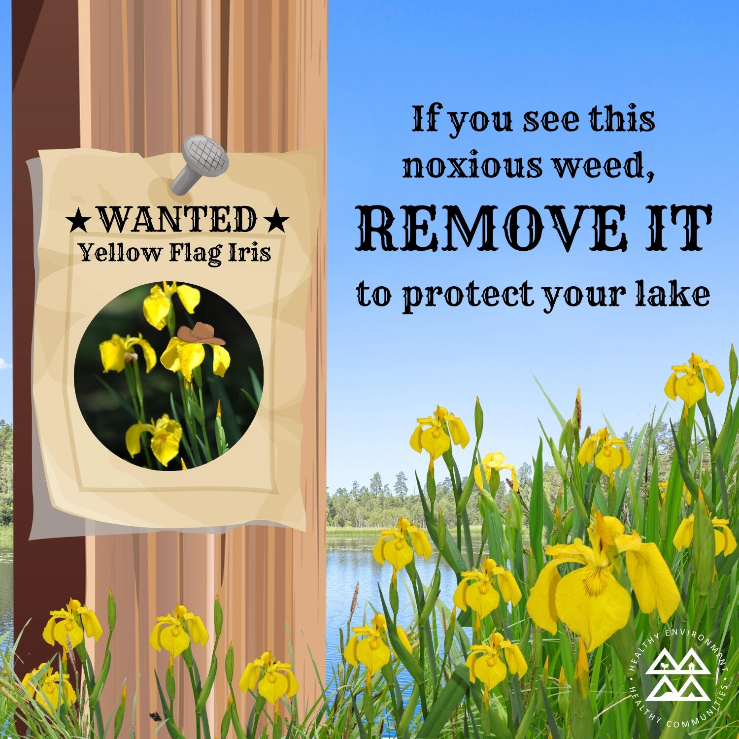 Yellow flag iris may look pretty—but it’s an invasive noxious weed that ...