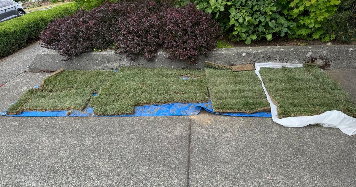 Free fresh sod cut today ( left over ) for Free in Seattle, WA | For ...