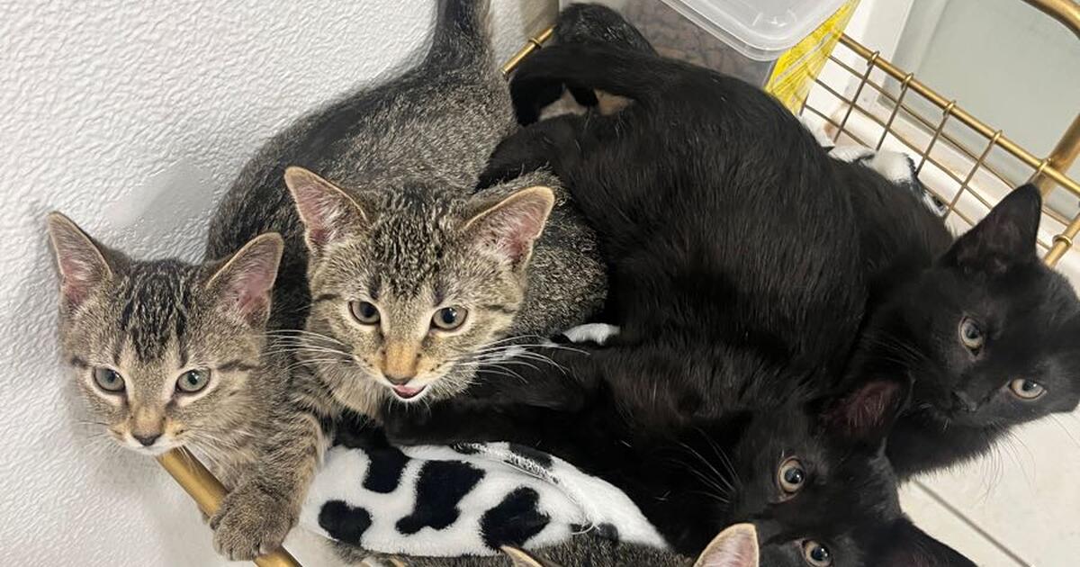 Kittens need a new, safe, and loving home for Free in Colorado Springs ...