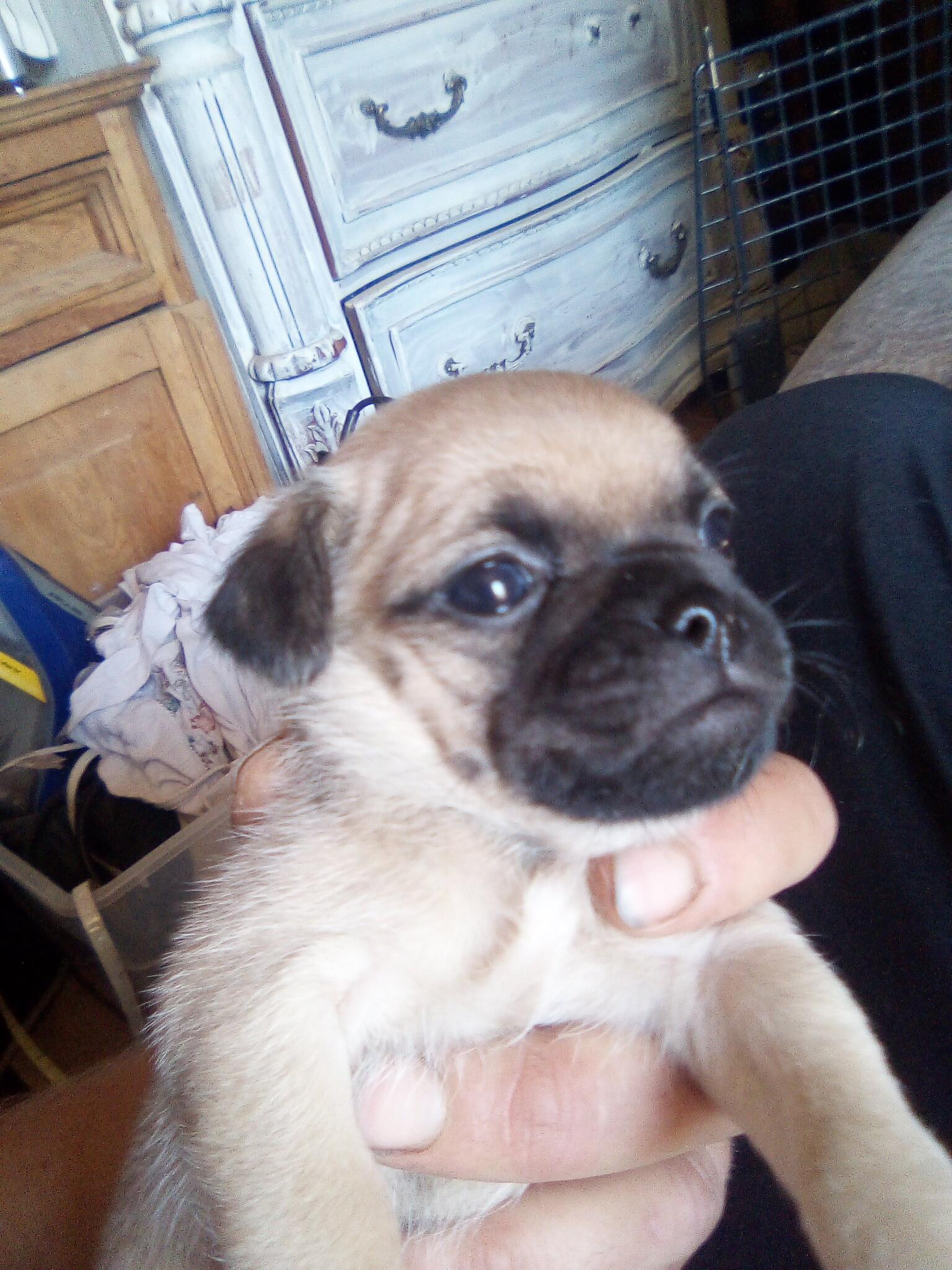 Pug Mix And Chihuahua Ridgeback Mix for Free in Glendale, AZ | For Sale ...