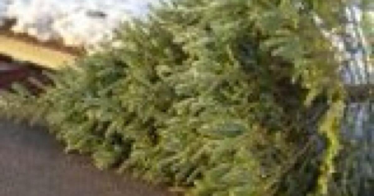 SLIGHTLY USED CHRISTMAS TREE ONLY USED ONE MONTH for $40 in Kingsport ...