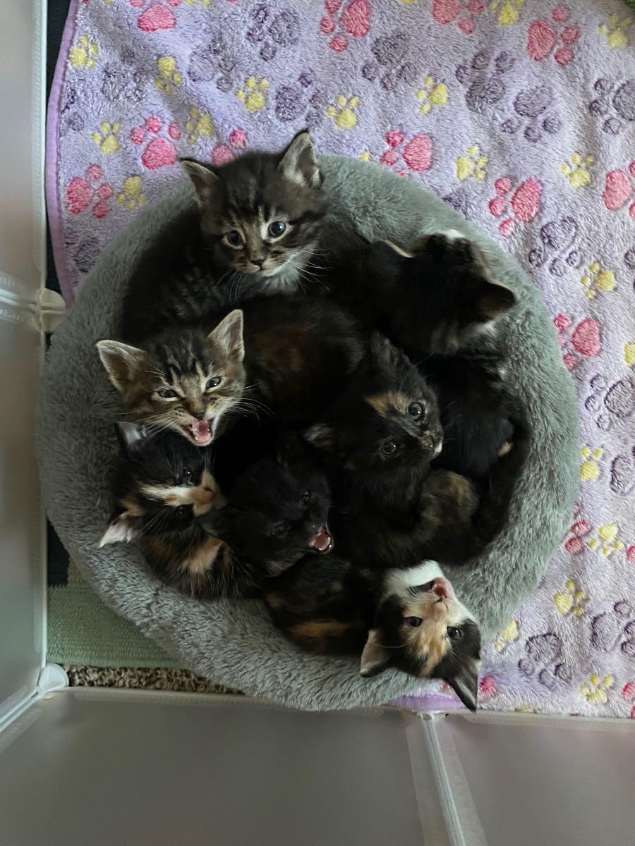 Kittens for Free in Colorado Springs, CO | For Sale & Free — Nextdoor
