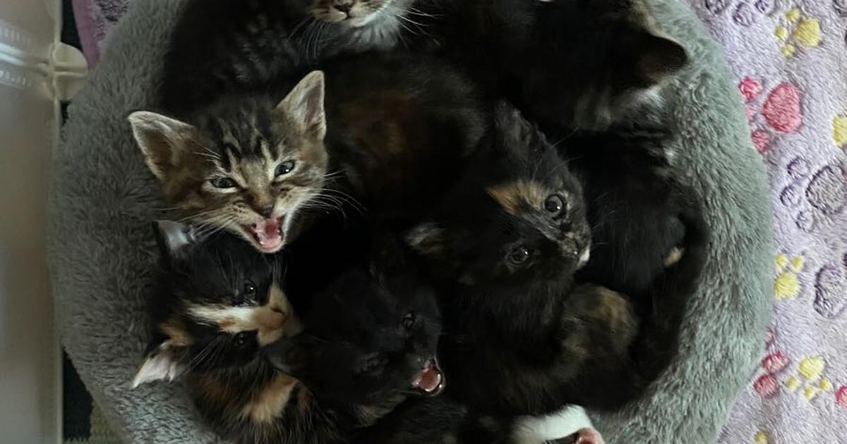 Kittens for Free in Colorado Springs, CO | For Sale & Free — Nextdoor