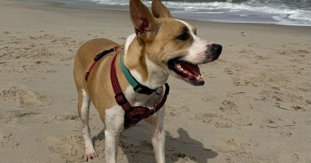 Rehome our sweet Nala for Free in Stafford, VA | For Sale & Free — Nextdoor