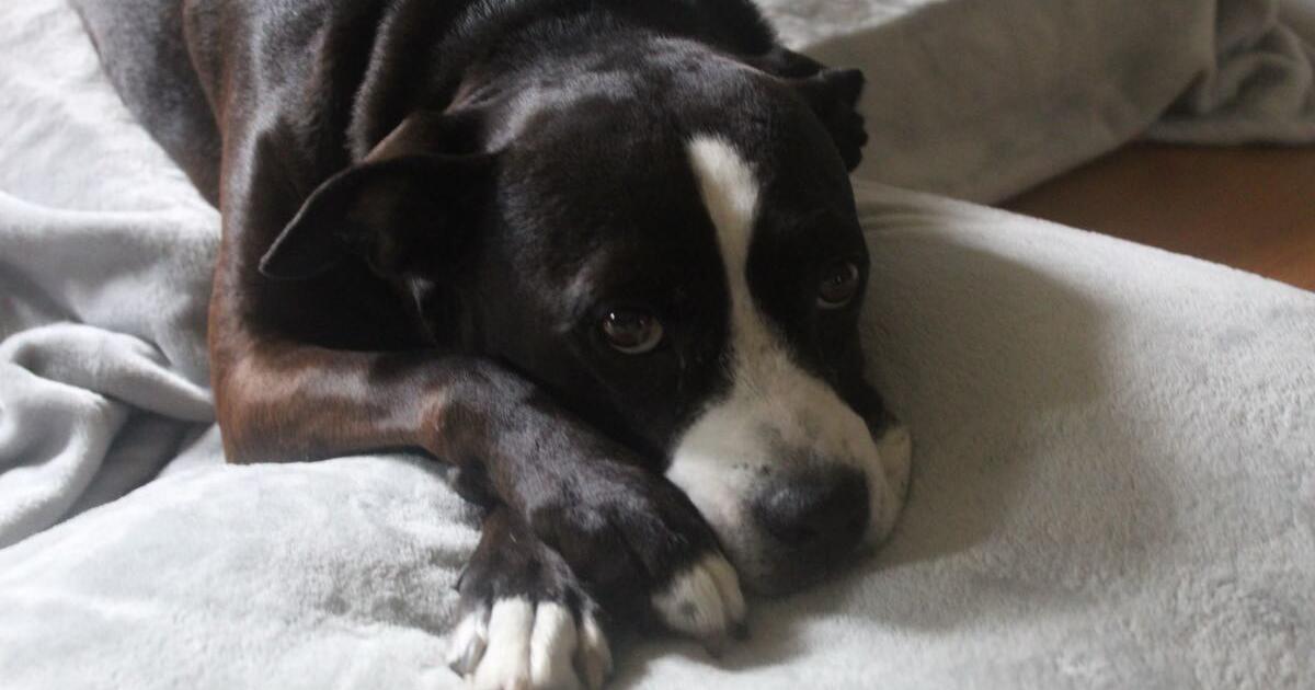 Rehoming an adult female dog for Free in North Chesterfield, VA | For ...