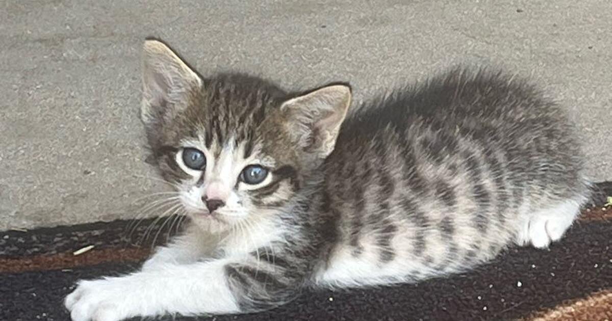 7 week old kitten (female) for Free in Palm Springs, CA | For Sale ...