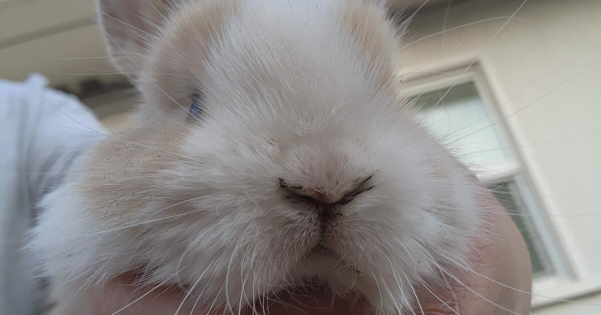 Baby Bunnies For Adoption - Pet Rabbits for Free in West Covina, CA ...