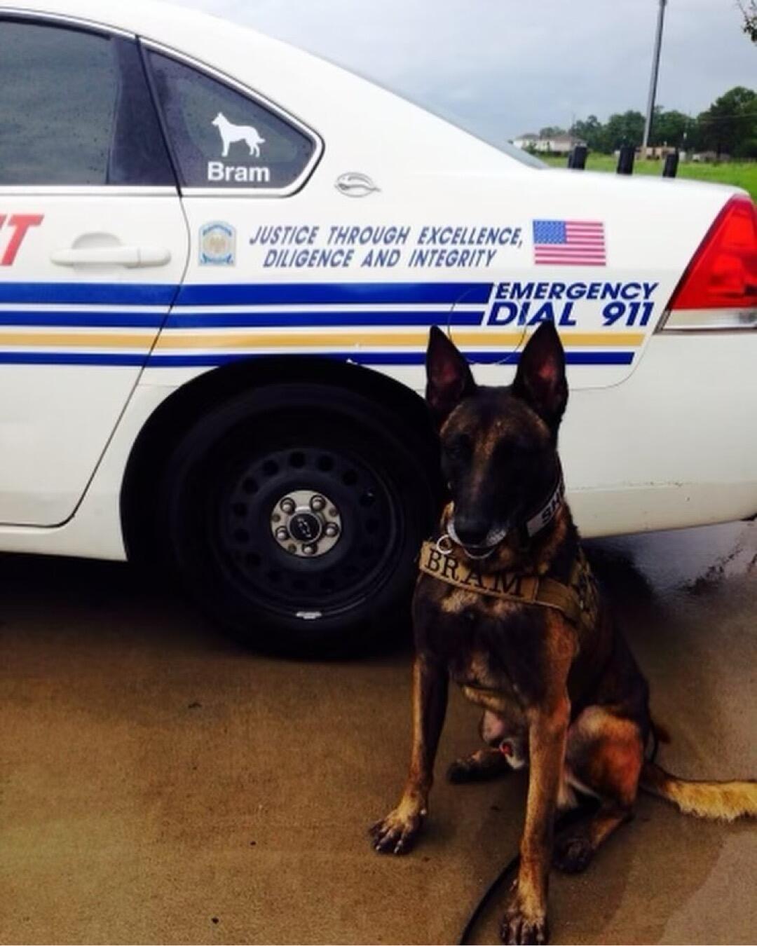 HCSO K9 Bram crossed the rainbow bridge today with his family and ...