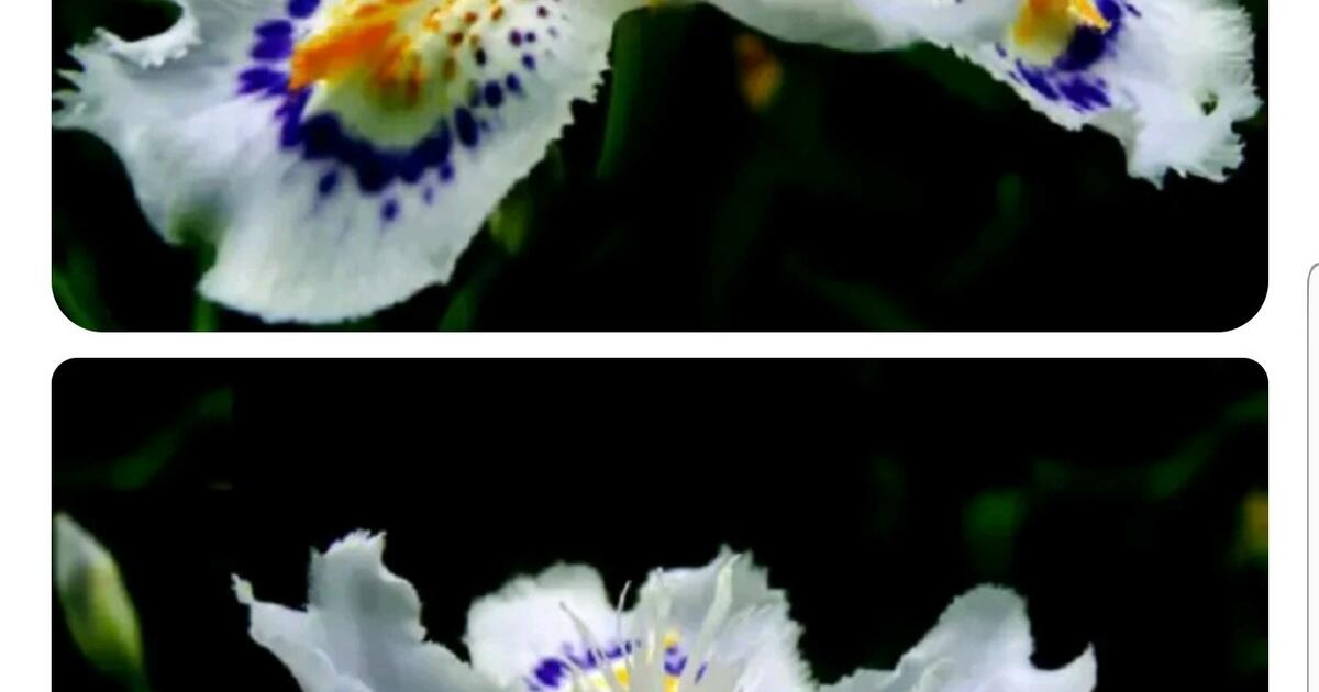 Iris Japonica Fringed iris for Free in Alpharetta, GA | For Sale & Free ...